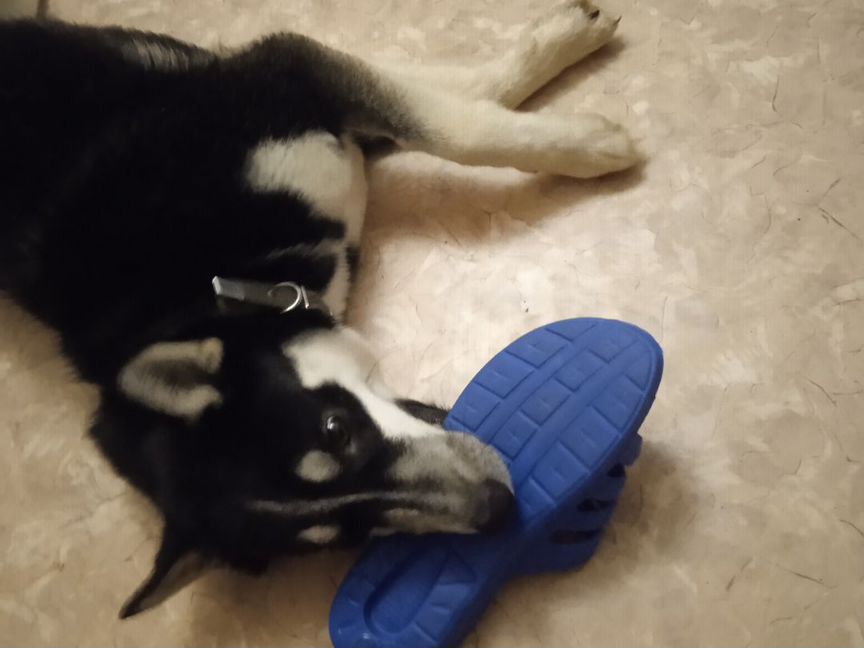 Отдам в добрые руки собаку