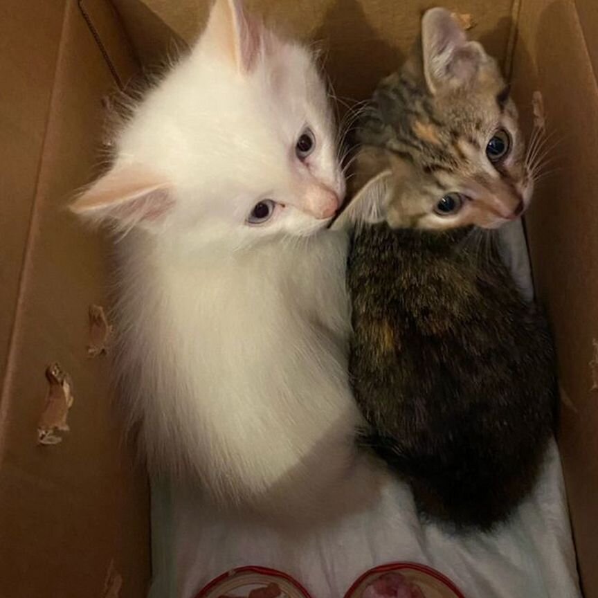 Котята в добрые руки