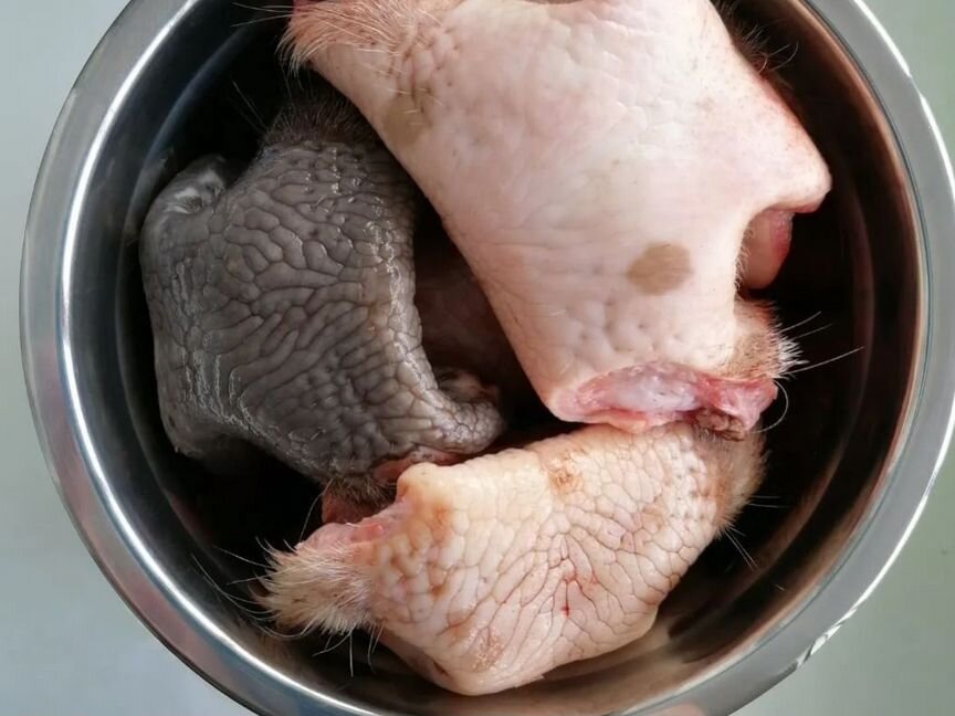 Говядина для собак