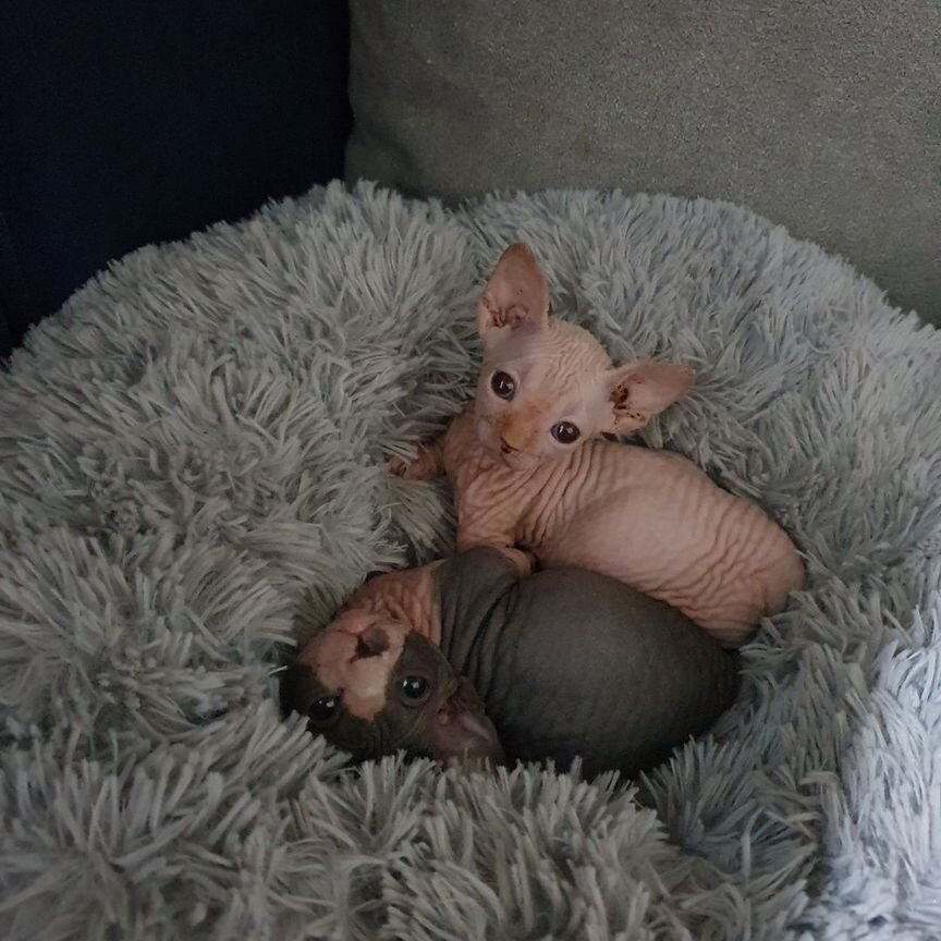 Малыши бамбино, мальчишки