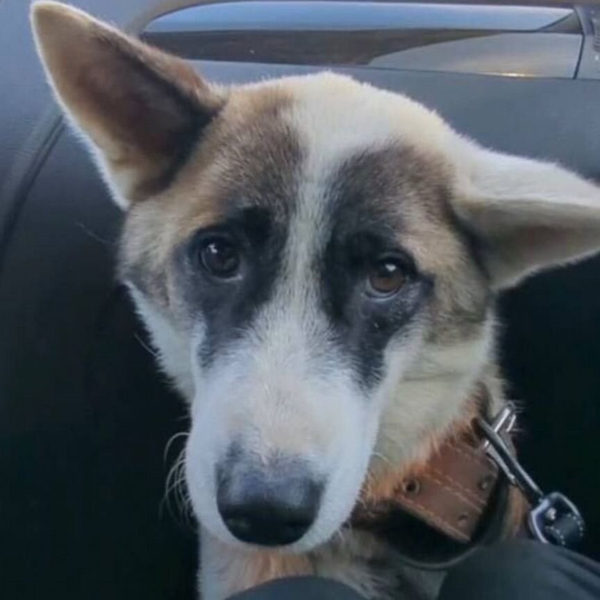 Взрослая собака в добрые руки