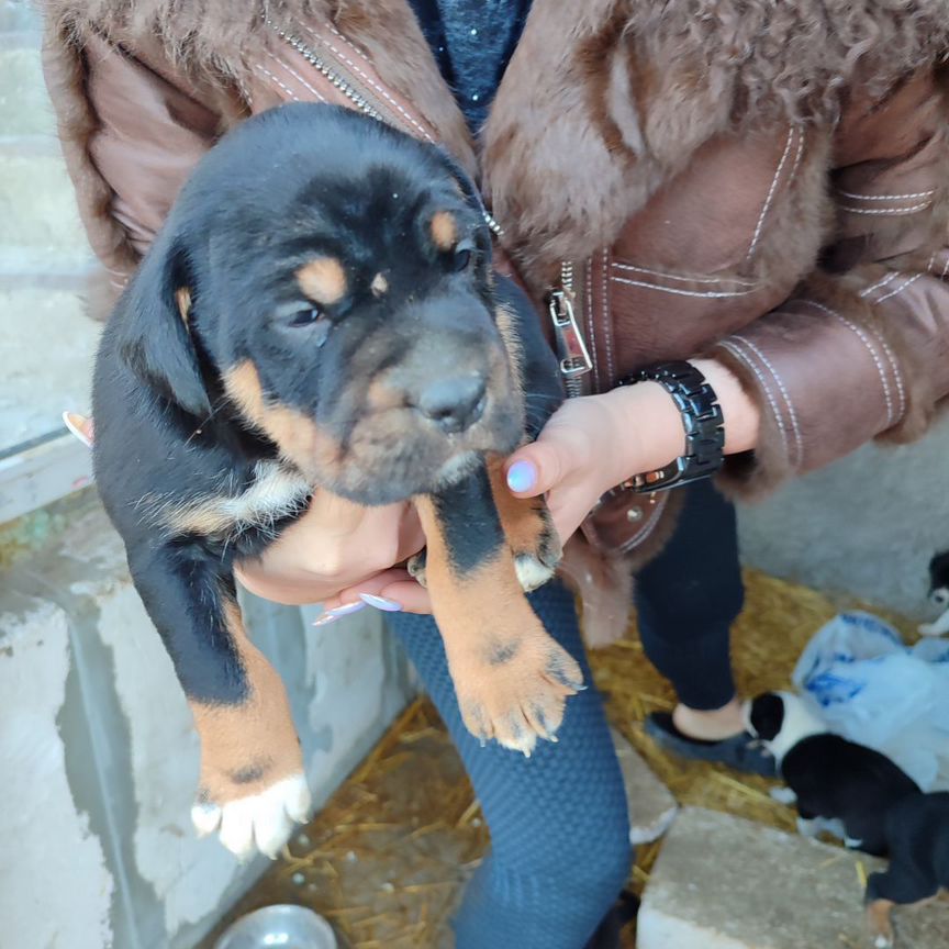 Щенки стафордширского терьера