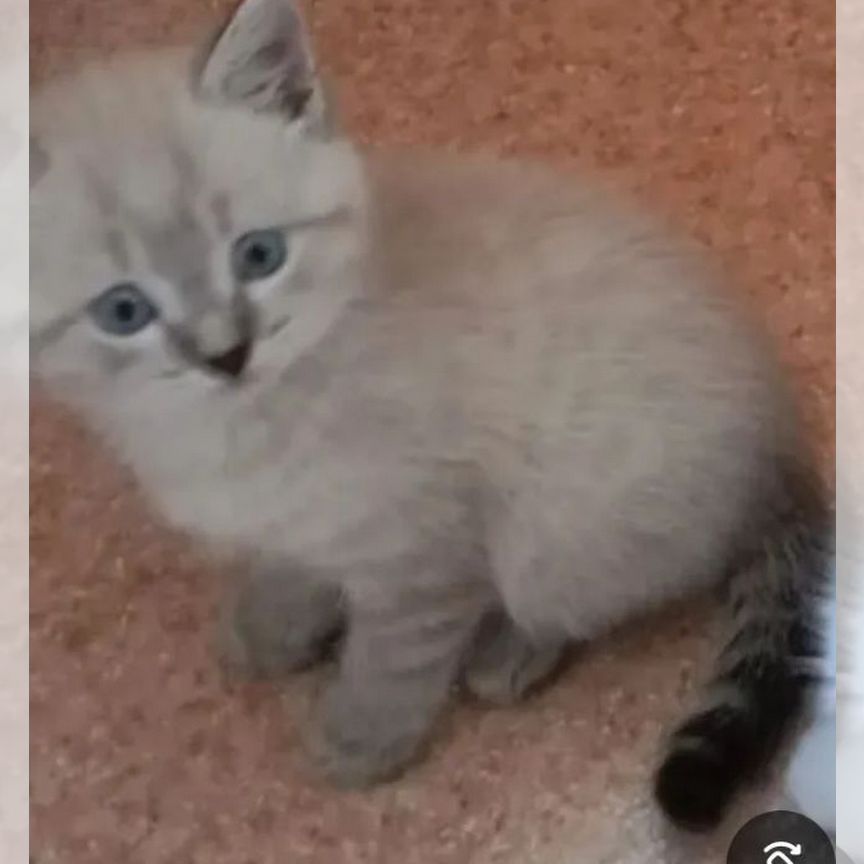 Котёнок в добрые руки