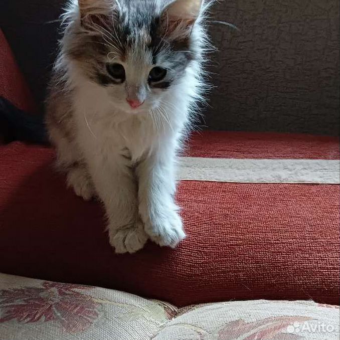 Котята-любимки в добрые руки