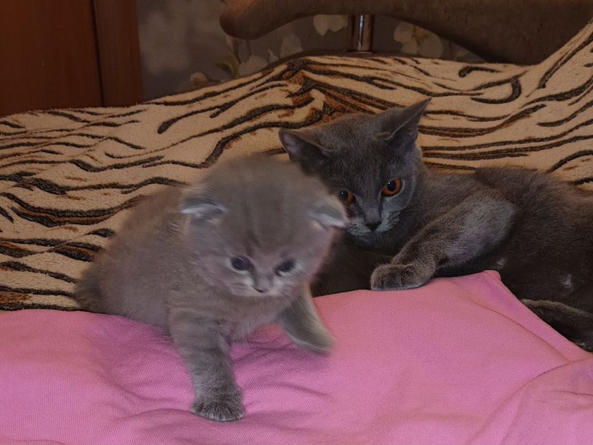 Шотландские котята