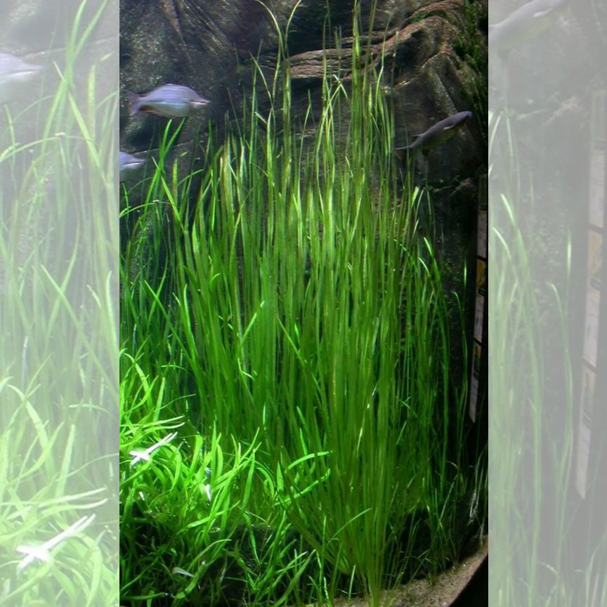 Аквариумное растение