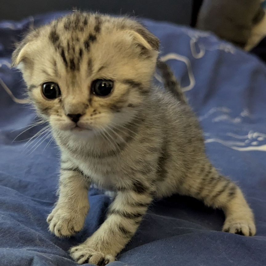 Шотландский вислоухий короткошёрстный котёнок