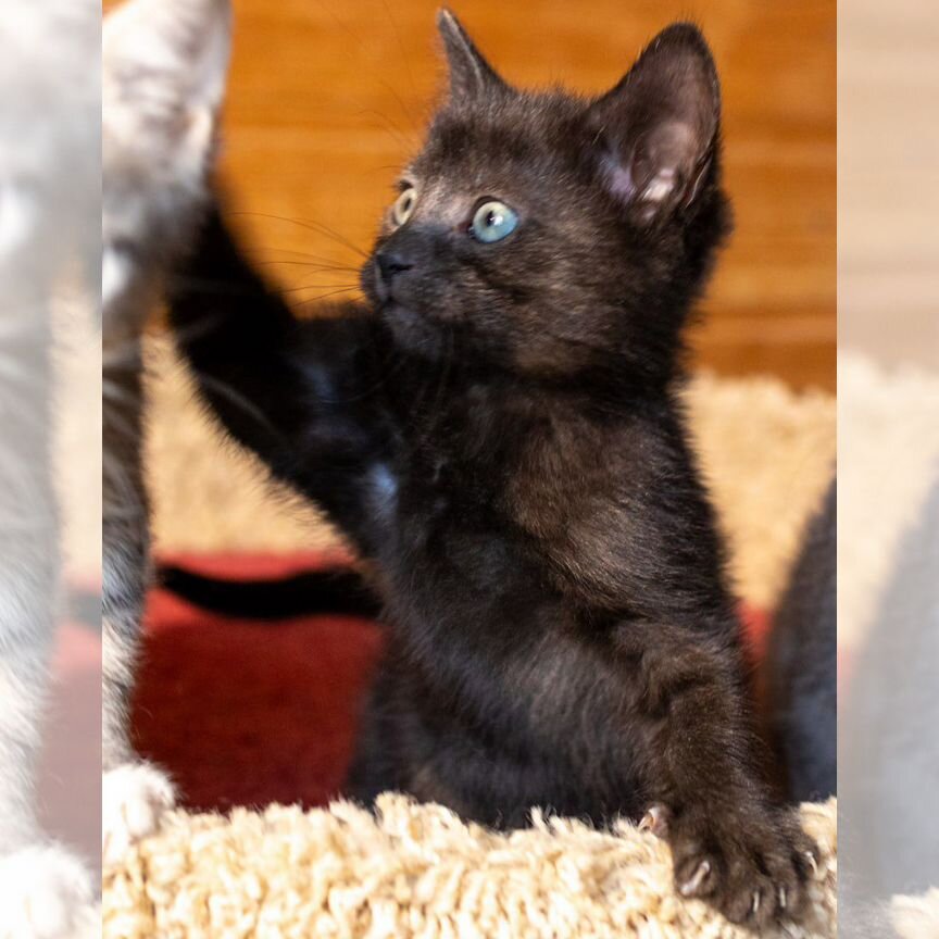 Котёнок в добрые руки