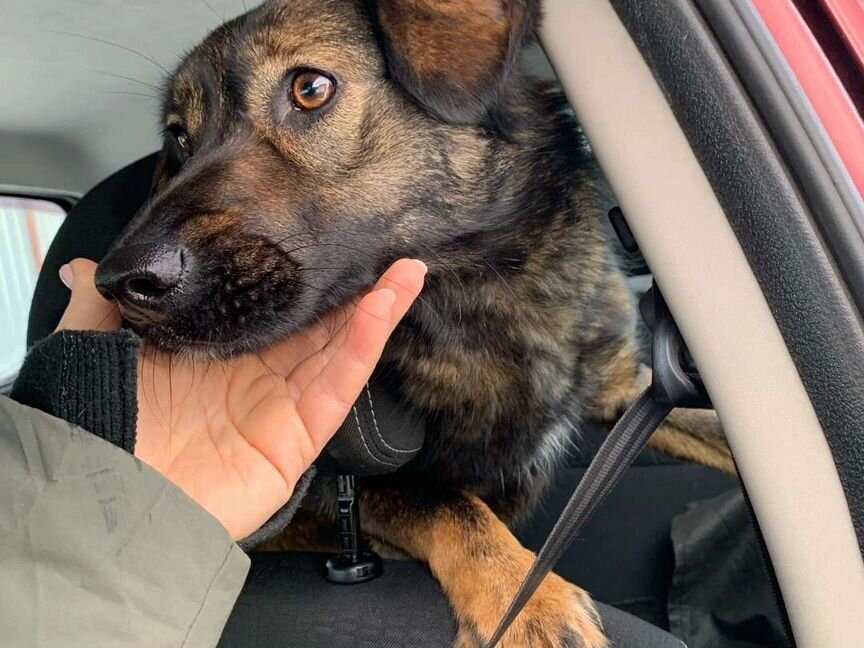 Собака в добрые руки