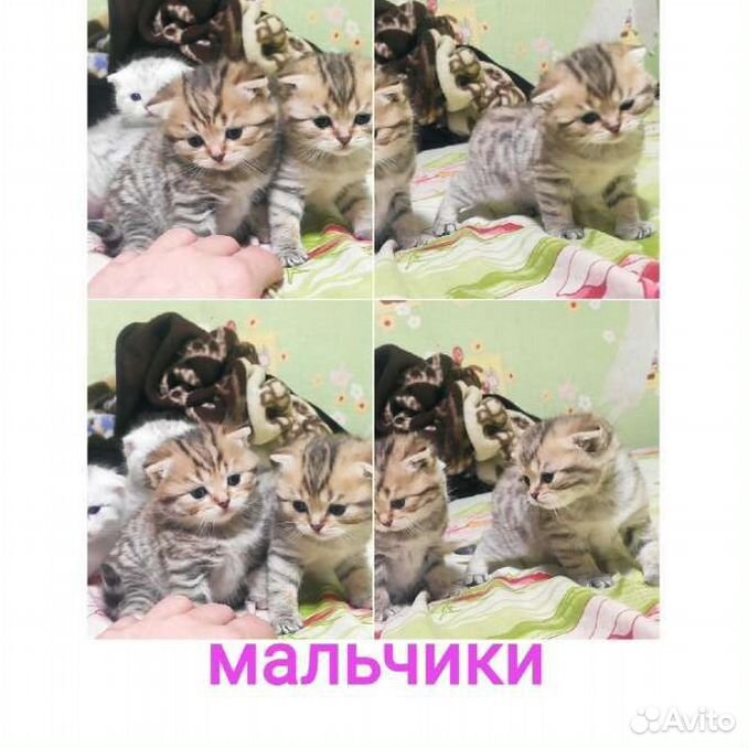 Котята шиншилята