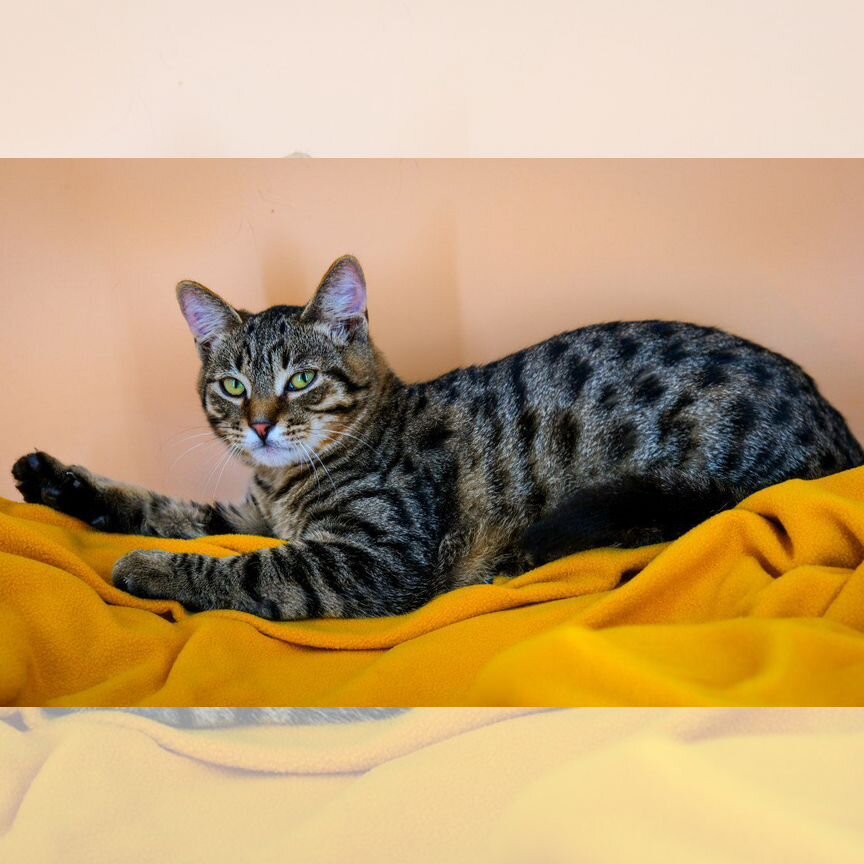 Лео - диванный кот 5 месяцев