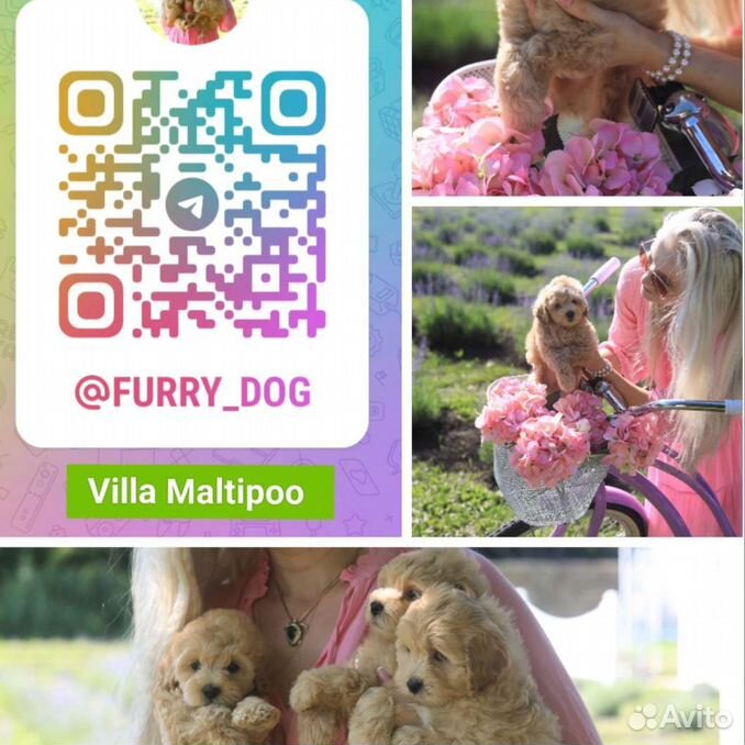 Мальтипу/Maltipoo f1 mini