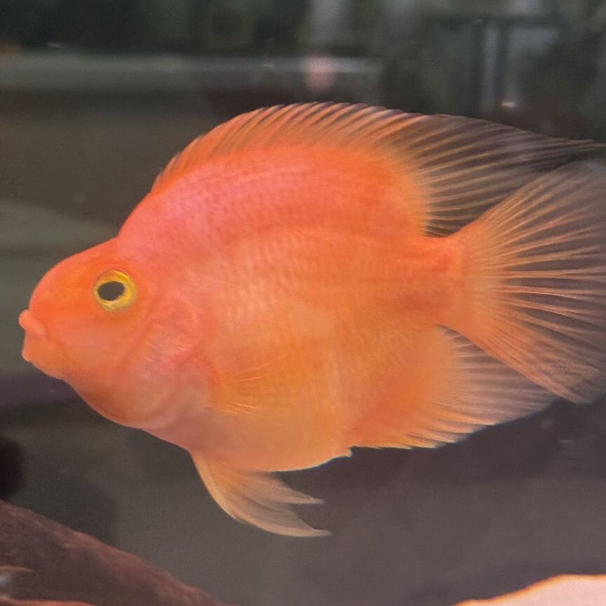 Попугай трехгибридный цихлида