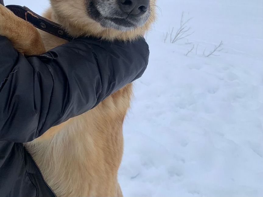 Собака в добрые руки