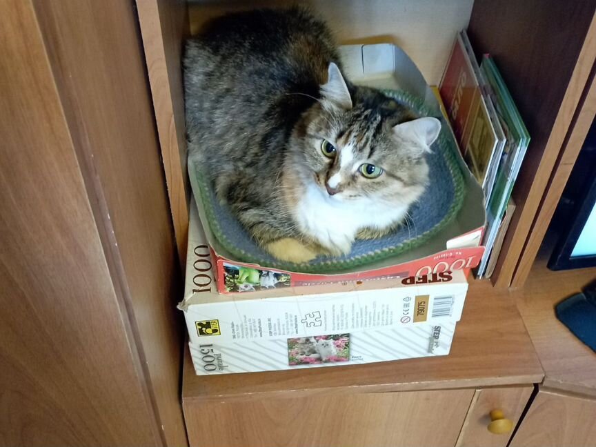 Кошка Пума