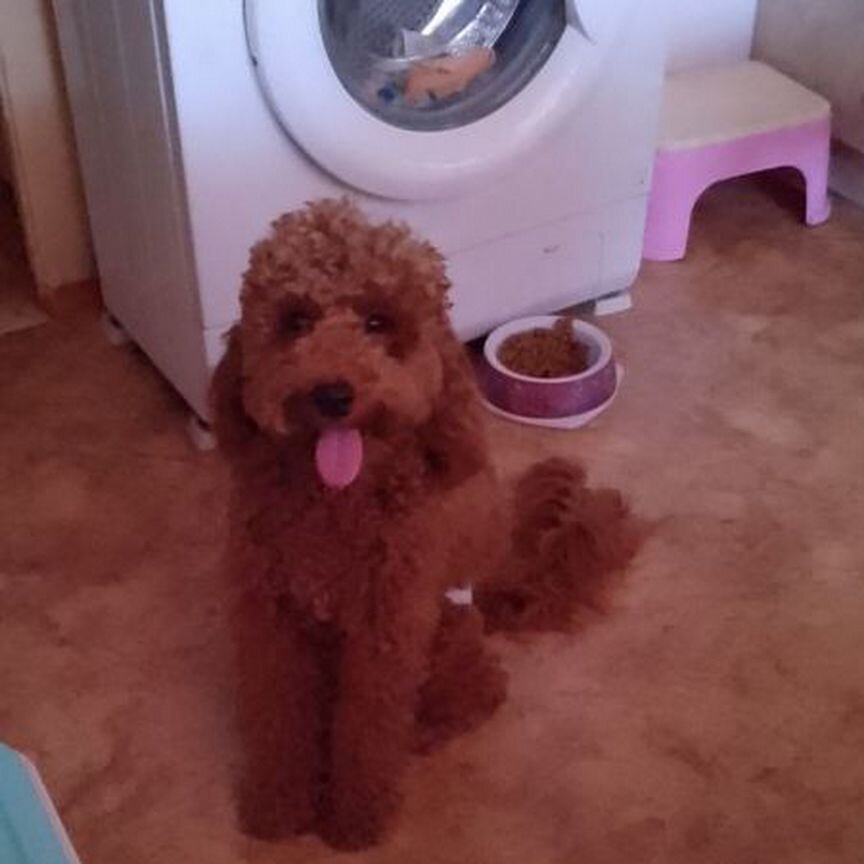 Мальчишка карликовый пудель 1 год