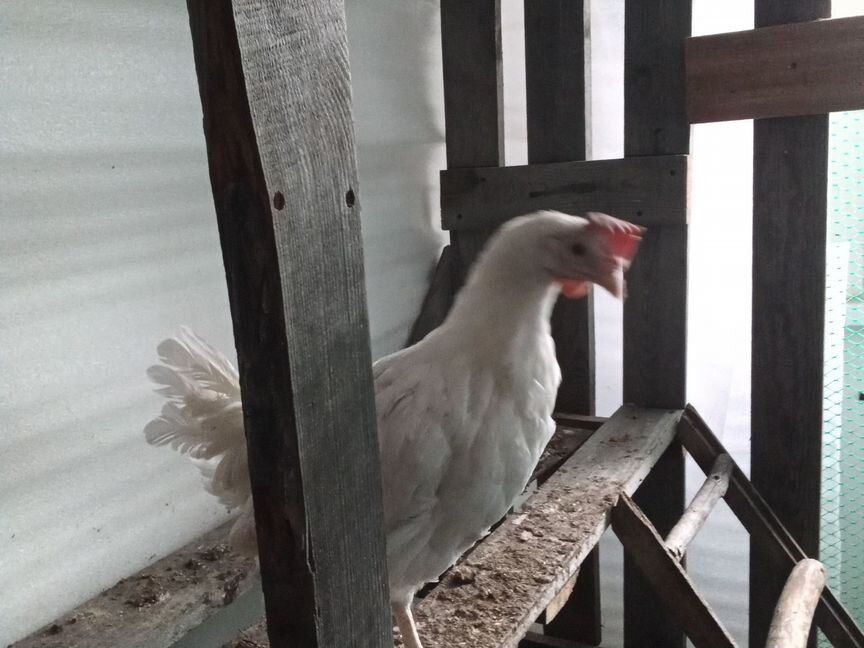 Куры домашние