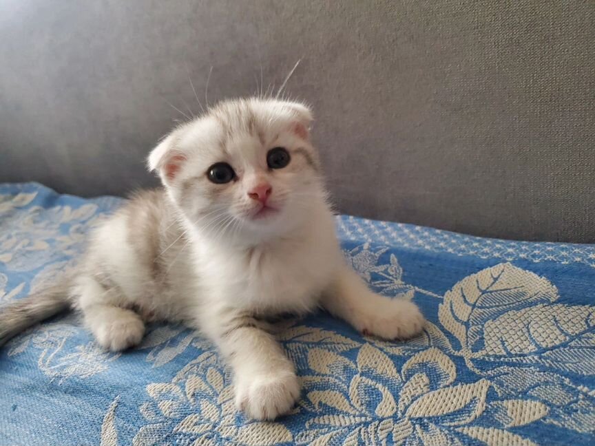 Котенок метис (Мама шотландская вислоухая)