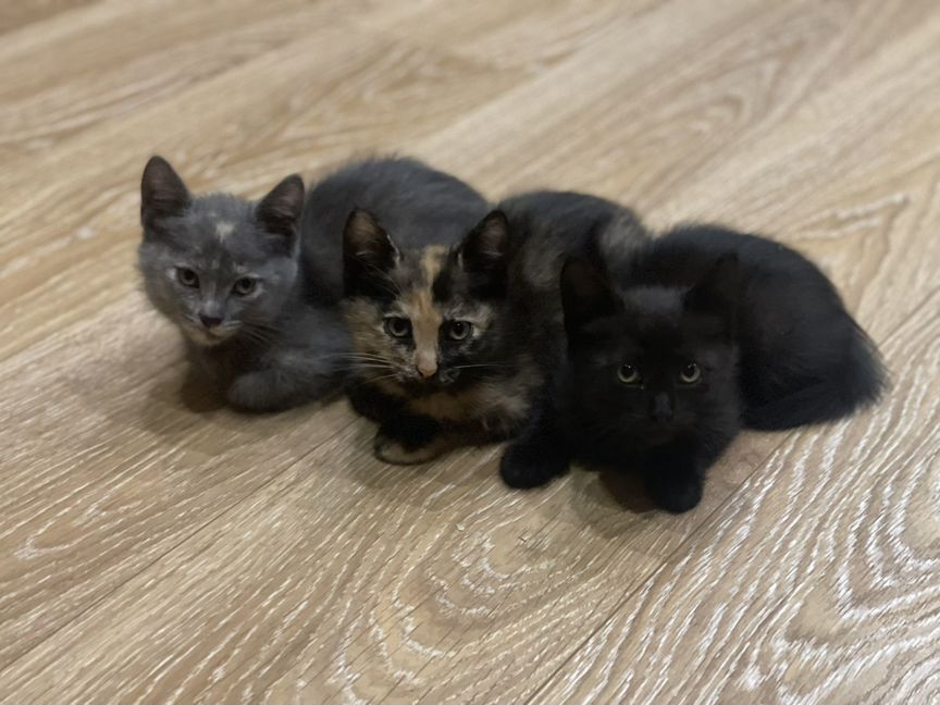 Котята в добрые руки