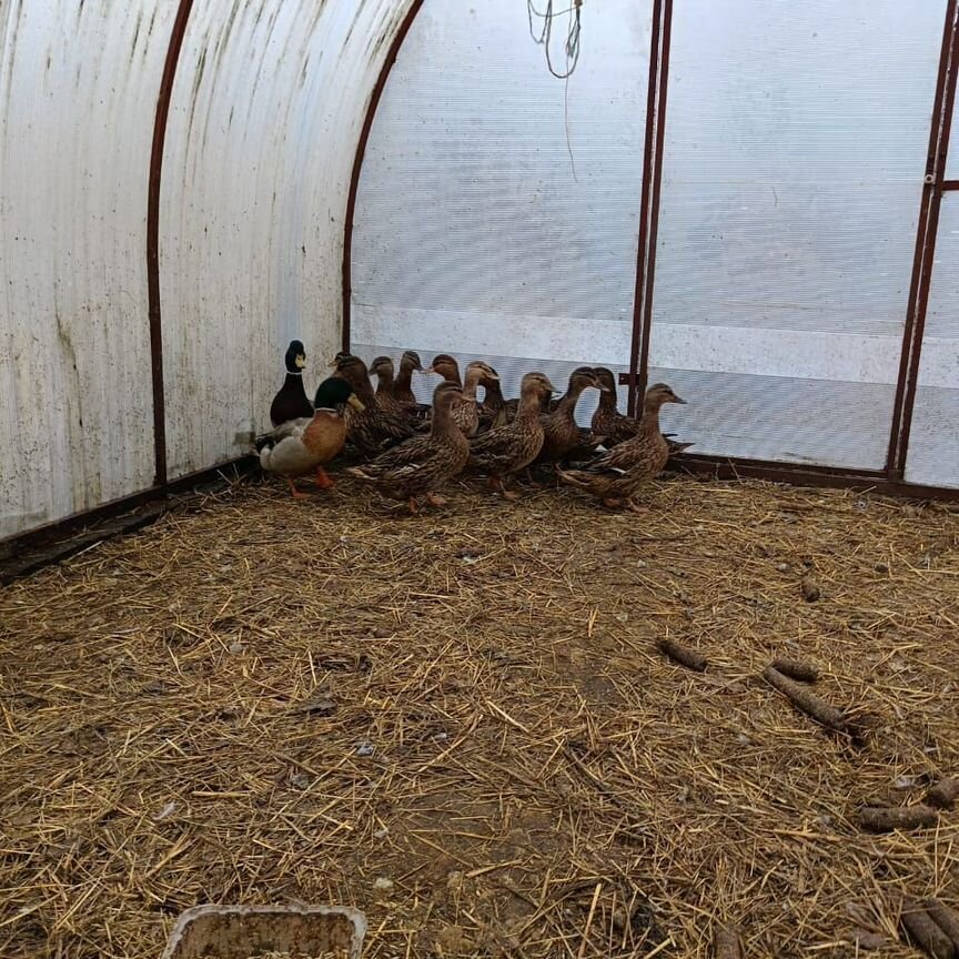 Подсадная утка