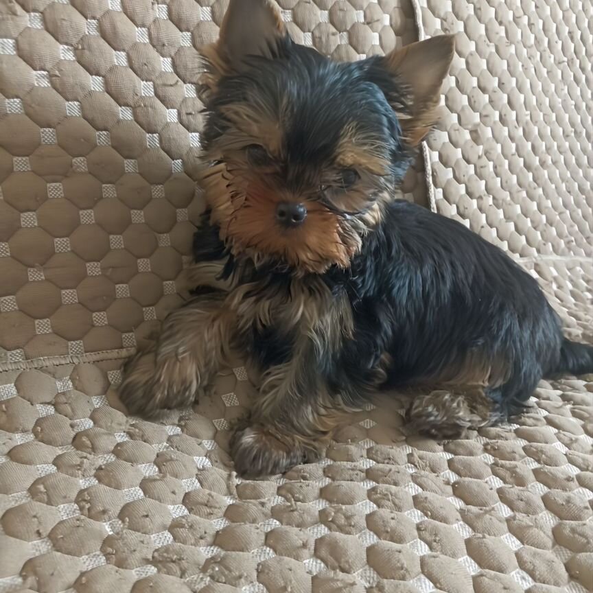 Йоркширский терьер, щенок