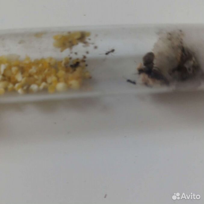 Муравьи садовые с пробиркой