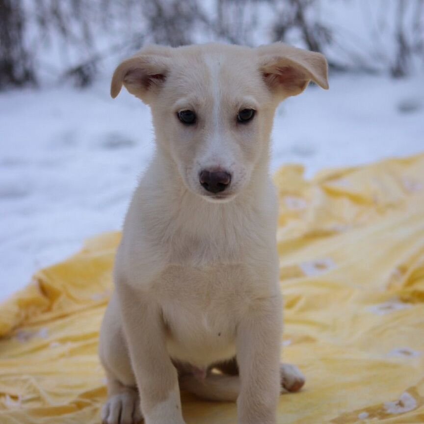 Щенок в добрые руки бесплатно