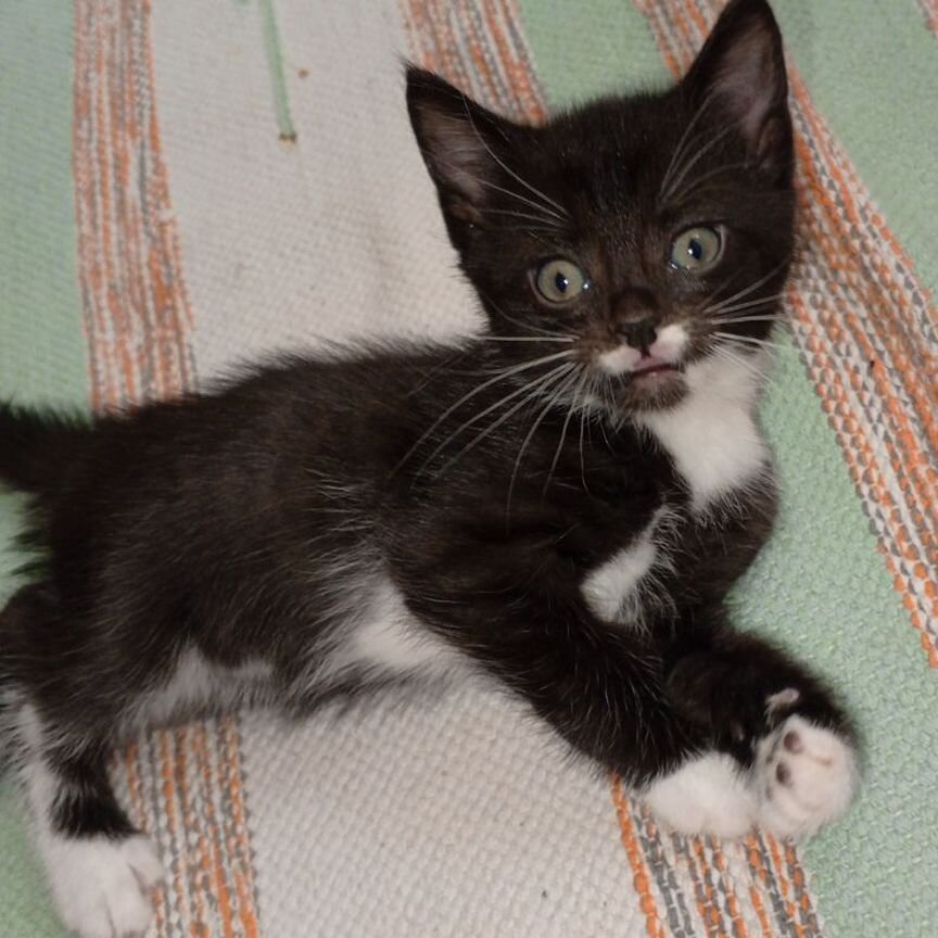 Отдам в добрые руки этих изумительных котят