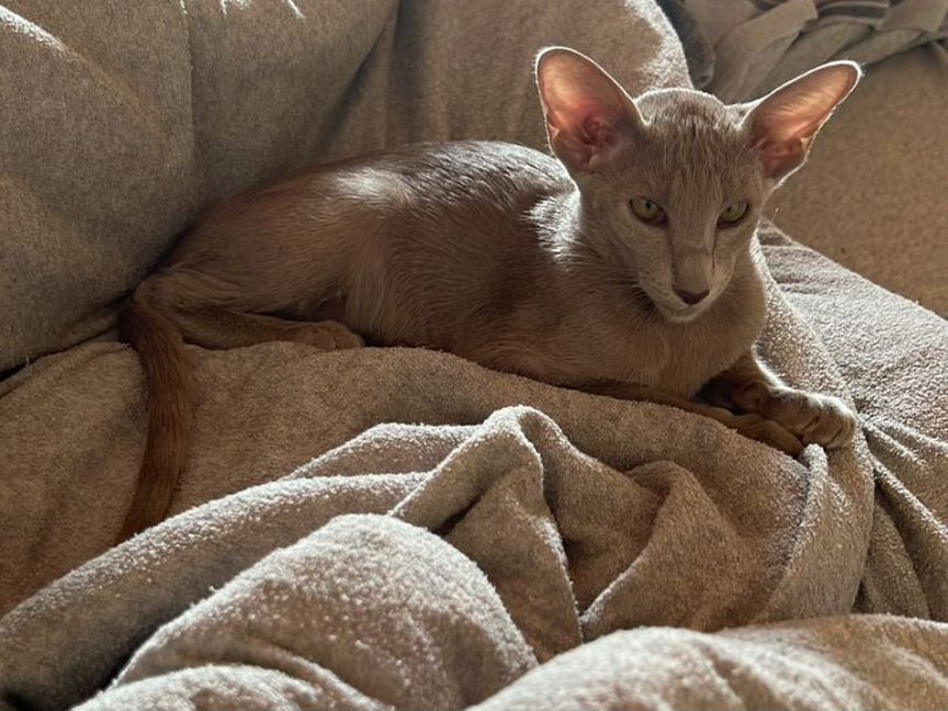 Котята