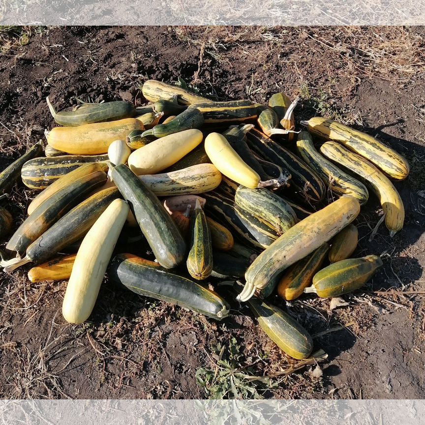 Кабачки на корм животным