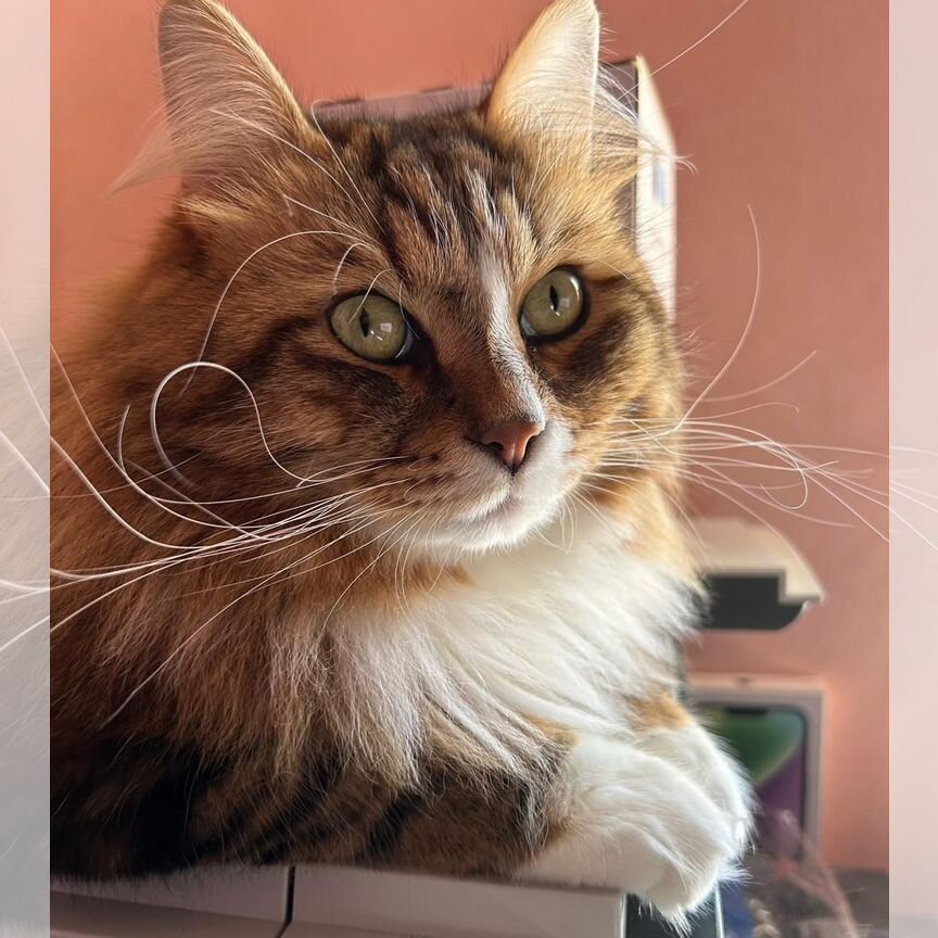 Вязка Сибирский кот