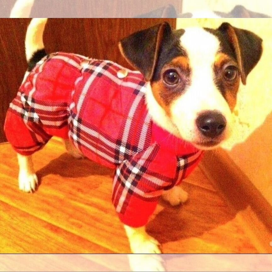 Зимний комбинезон для маленькой собаки щенка