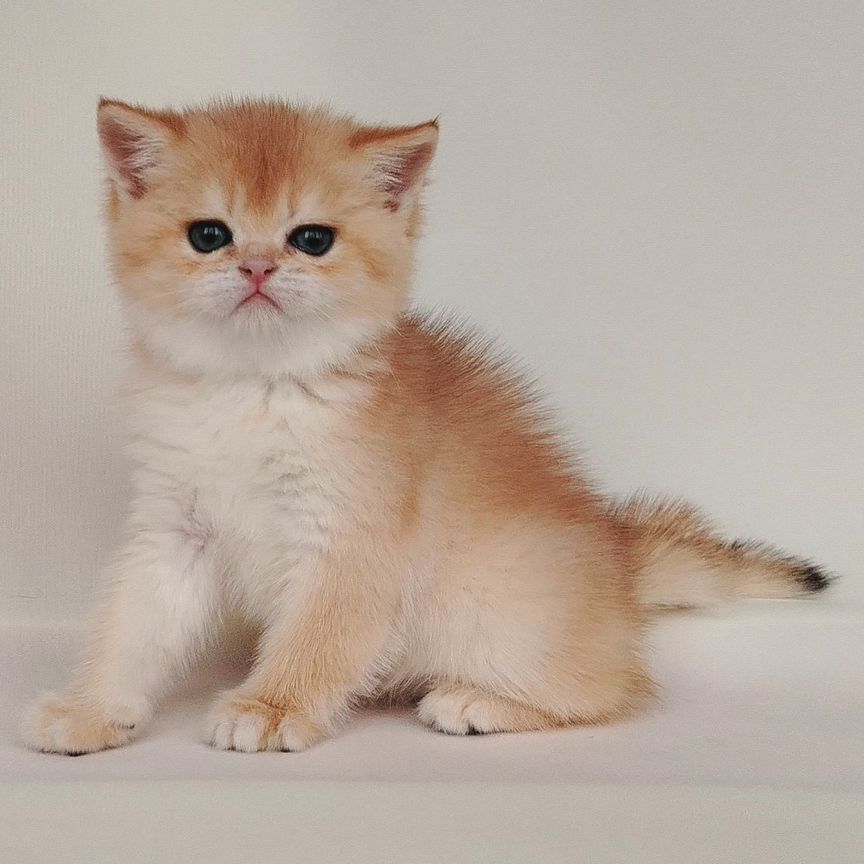 Британский короткошёрстный котёнок