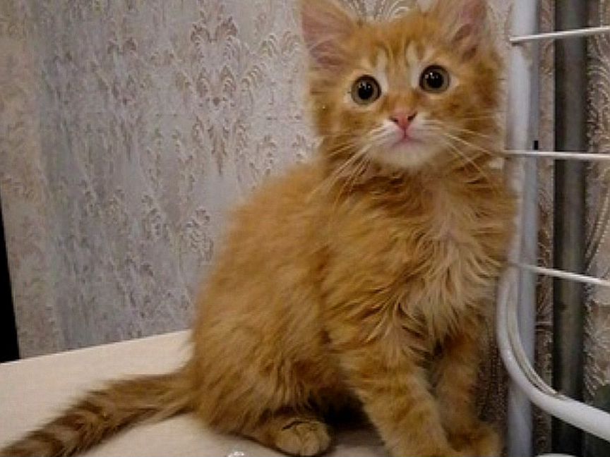 Супер очаровательный котенок