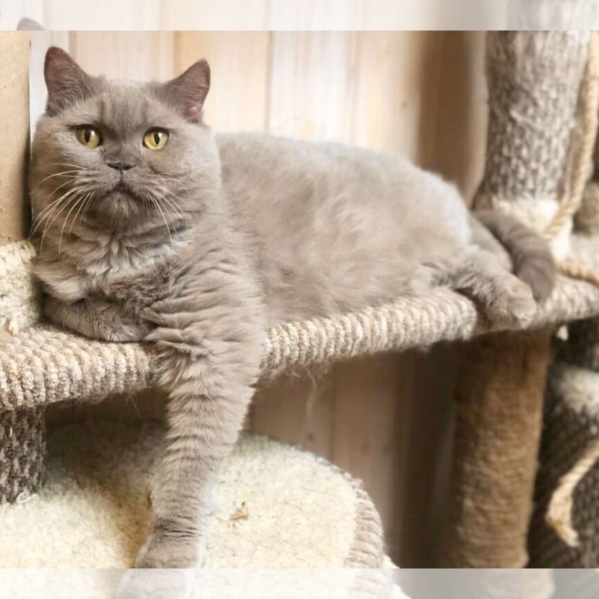 Буся, красавица, статная дама