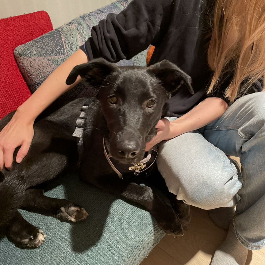 Собака в добрые руки отдам бесплатно