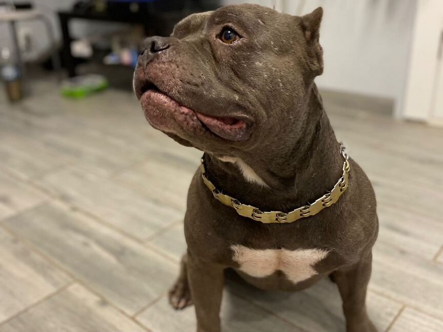 Американский булли покет вязка