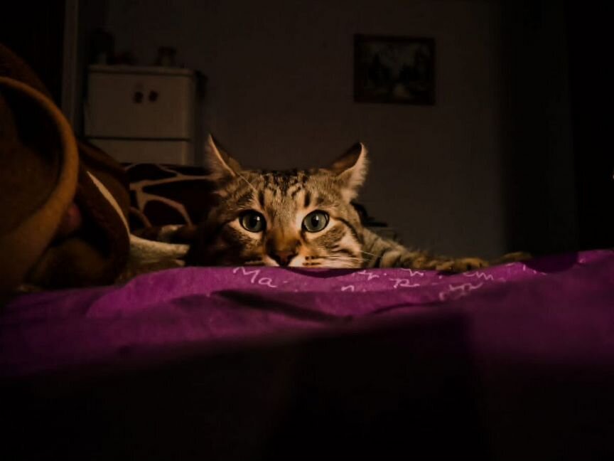 Кот в дар
