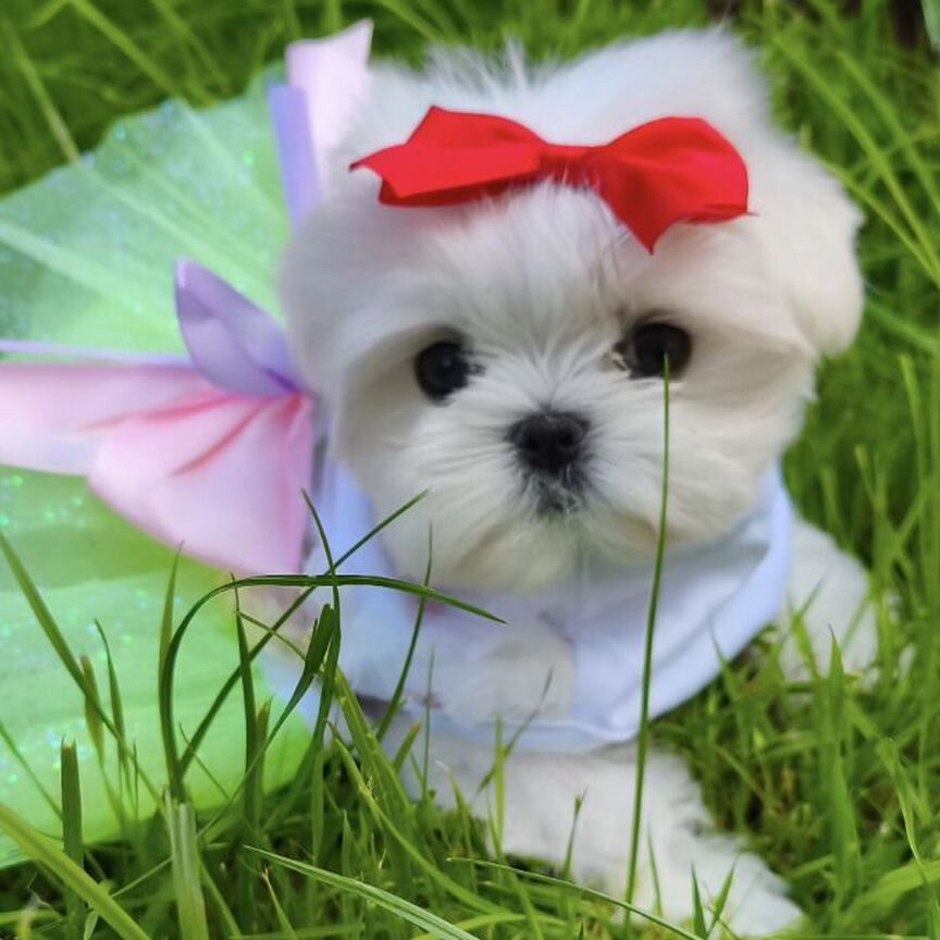 Мальтийская болонка, щенок