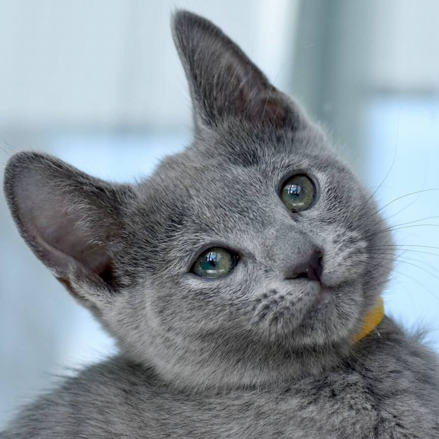 Русский голубой котёнок