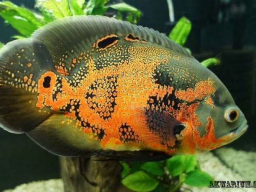 Астранотус