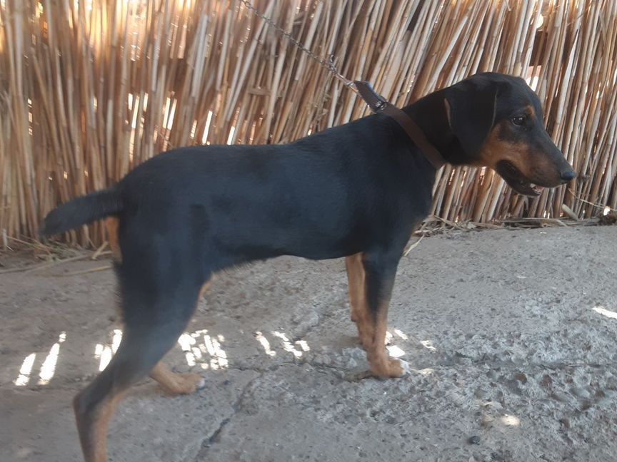 Немецкий ягдтерьер