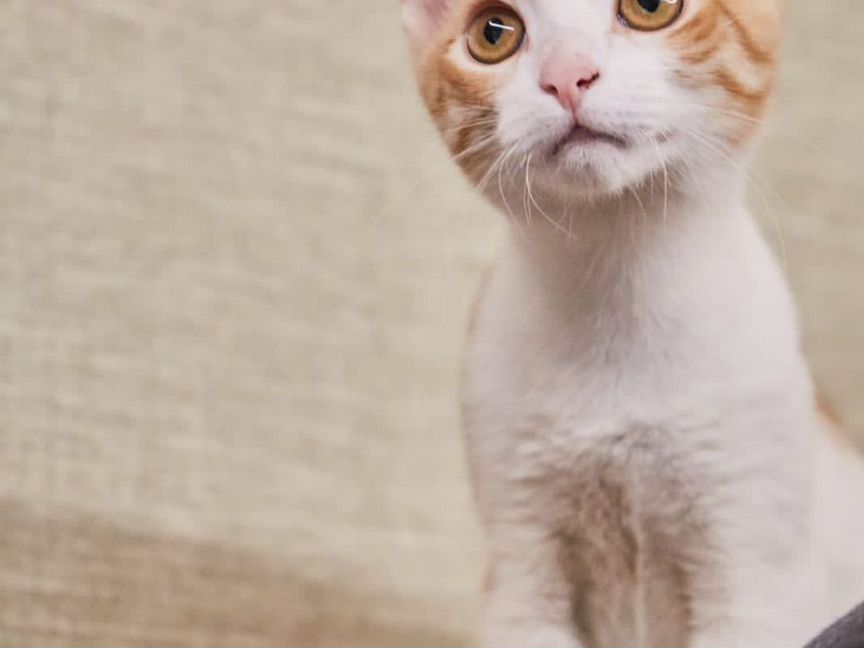 Бело рыжий котенок Фантик ищет семью в дар