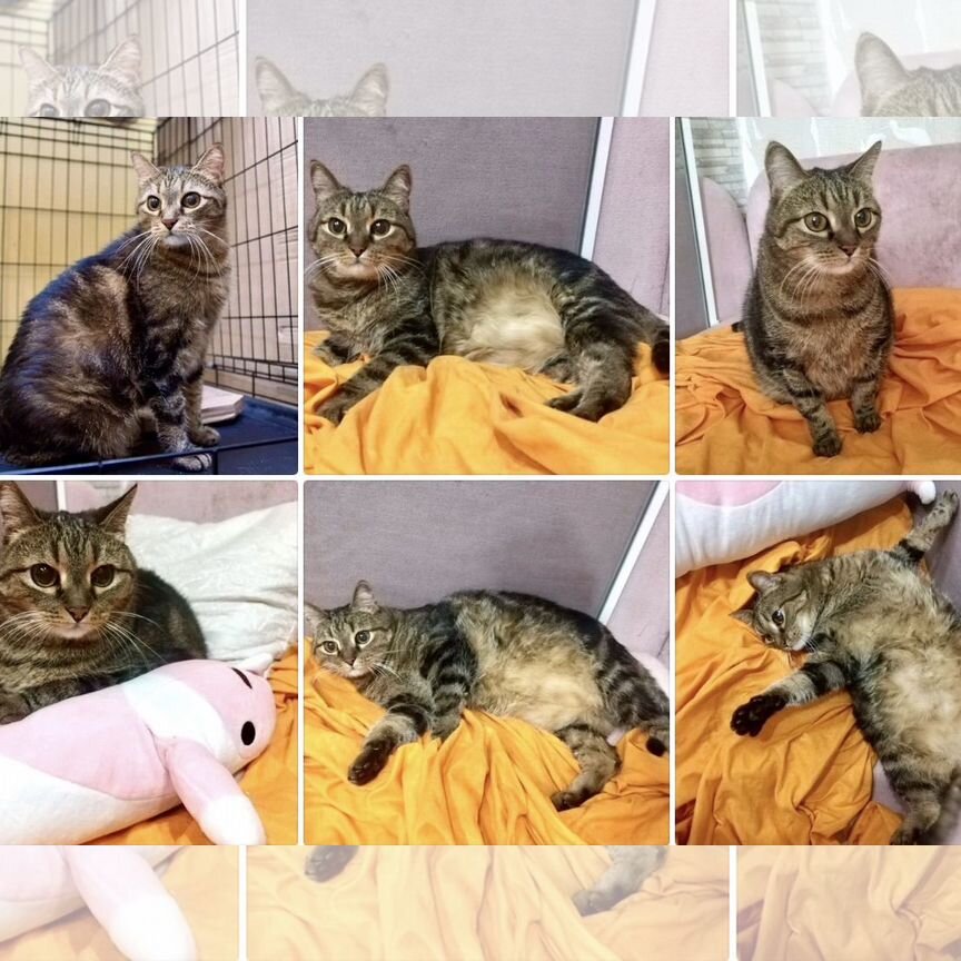 Отличный полосатый кот в добрые руки
