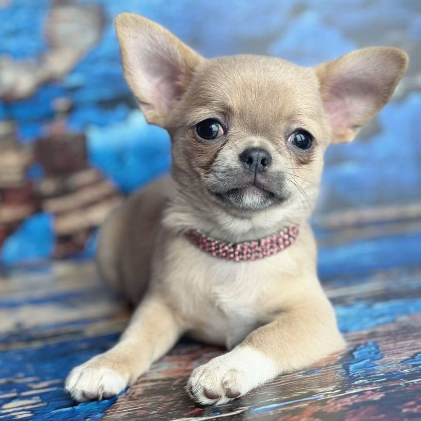 Чихуахуа, щенок