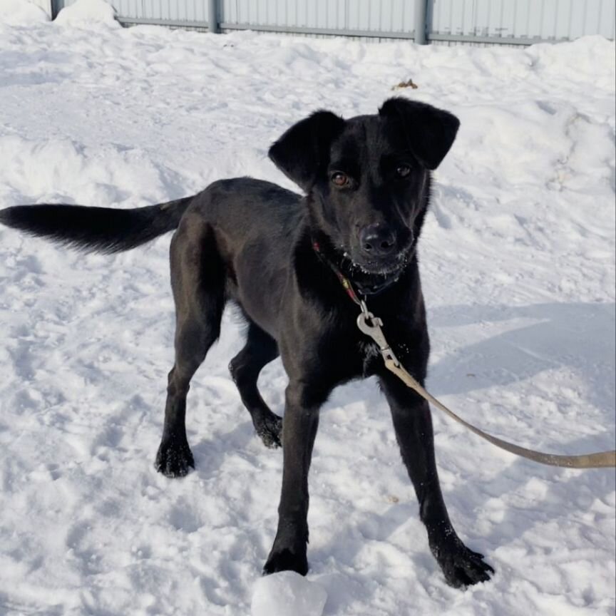 Собака в добрые руки. Альба