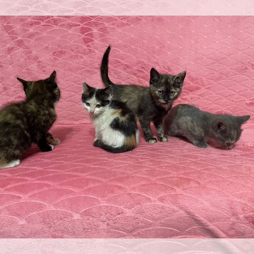 Котята в добрые руки бесплатно 4 девочки