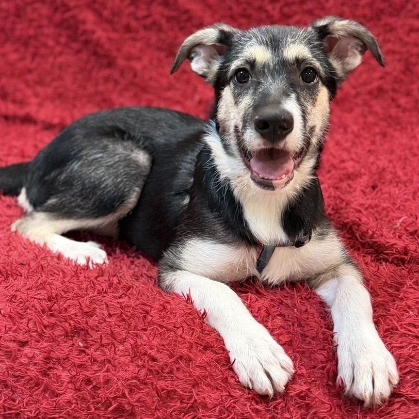 Щенок в добрые руки