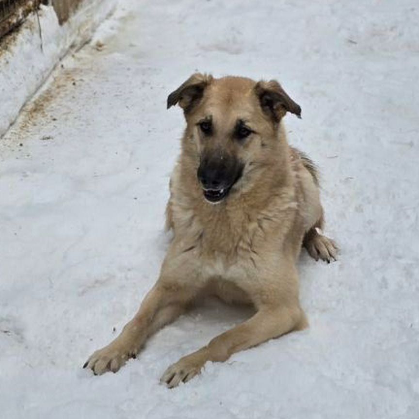 Взрослая собака в добрые руки