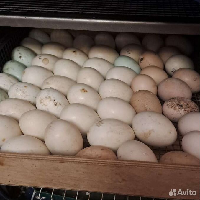 Яйца индийского бегунка